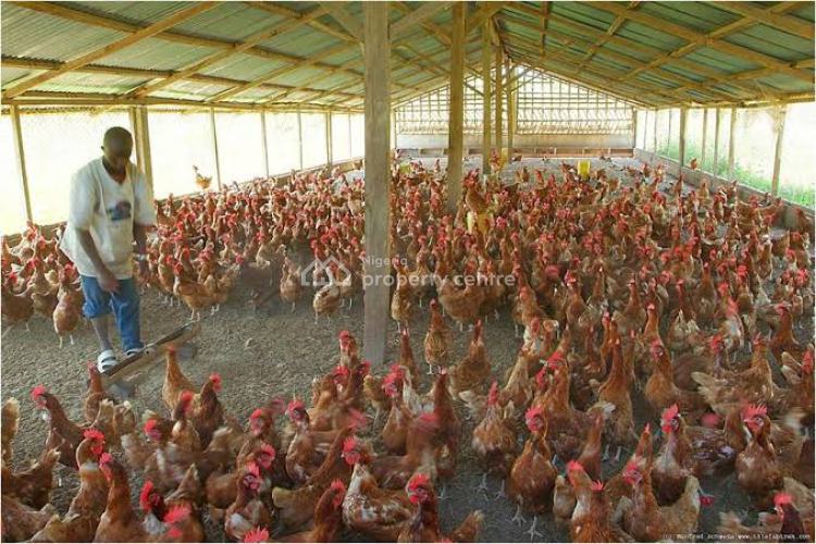 For Sale: Functional 100,000 Installed Capacity Poultry Farm On 39 ...