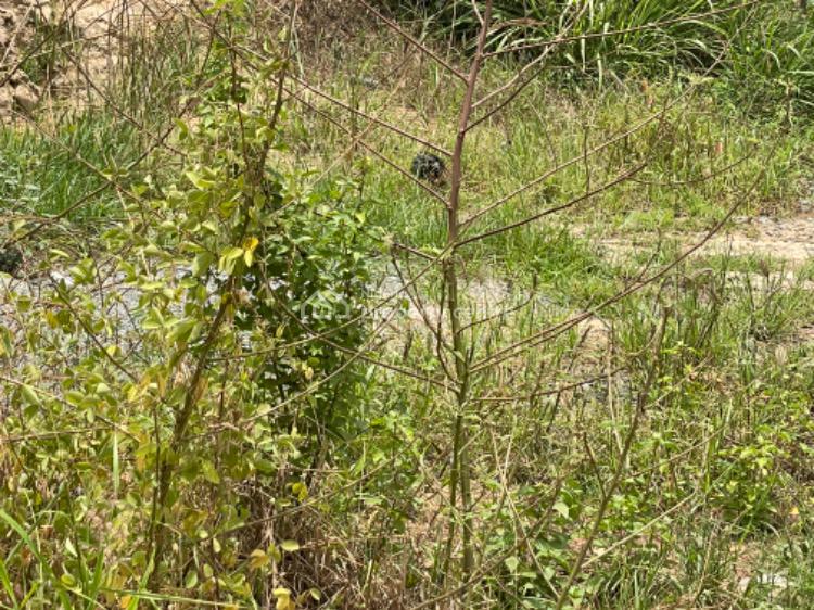 For Sale: Land Available 600 Square Meter, Orchid Road, Chevron Axis ...